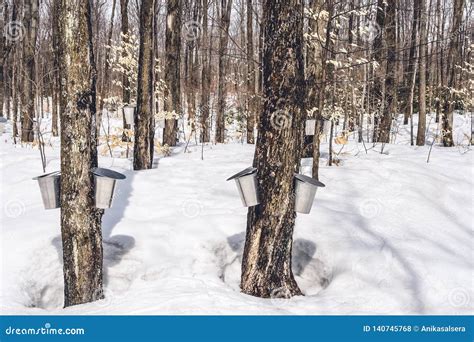 Image result for Quebec Maple Syrup Producers Quebec Maple Syrup Production