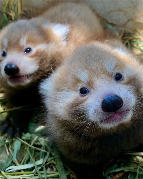 Image result for Red Panda Channel