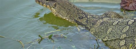 Image result for Water Monitor Lizard