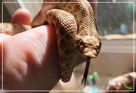 Image result for Ball Python Striking