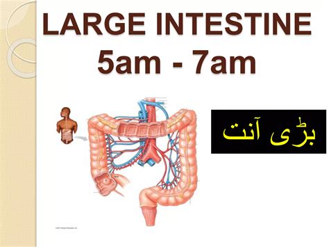 Image result for Colon Channel TCM