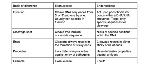 Image result for Exonuclease Function