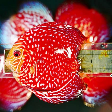 Image result for Red Rafflesia Discus