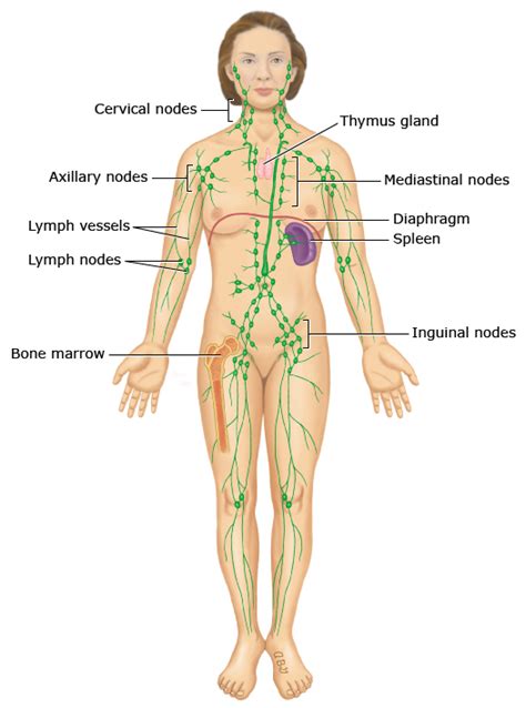 Image result for Female Lymphatic System