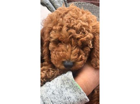Red Cavapoo Puppies For Sell Basalt - Puppies for Sale Near Me