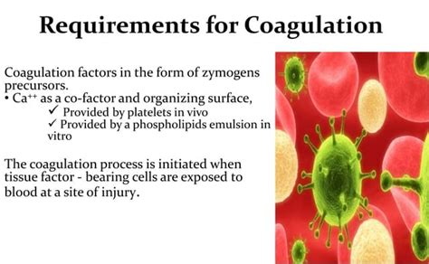 Image result for Normal Haemostasis