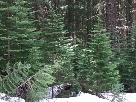Image result for Subalpine Fir Tree