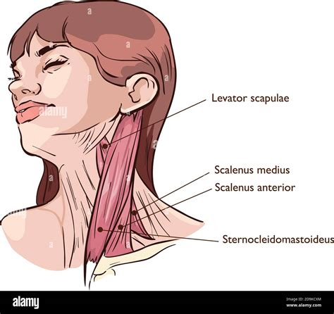 Image result for Neck Muscles Front View