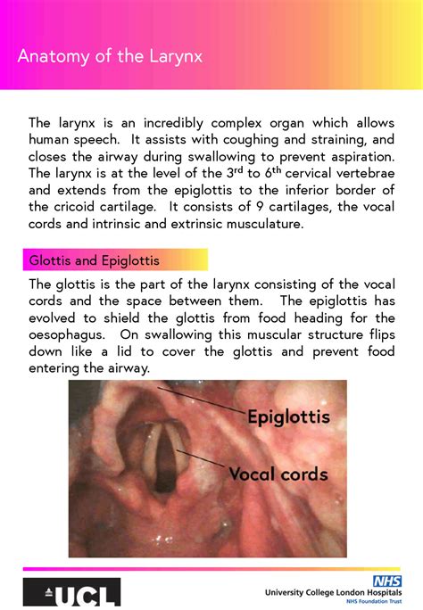 Image result for Larynx Function