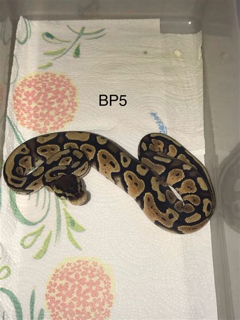 Image result for Python Babies