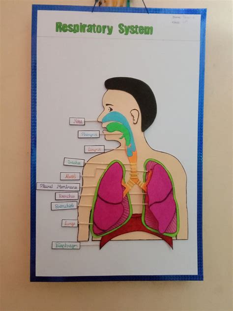 Image result for Respiratory System Science Project
