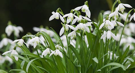 Image result for Snowdrop Varieties