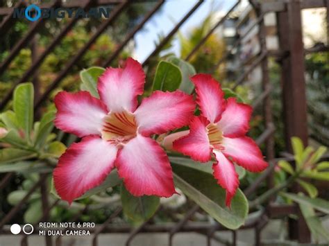 Image result for Redmi Note 6 Pro Camera Test