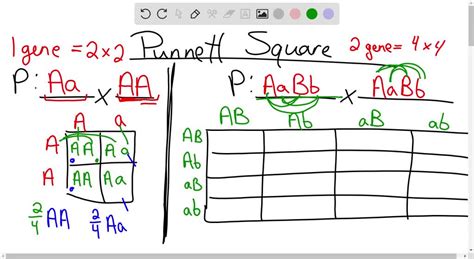 Image result for Punnett Square Tutorial