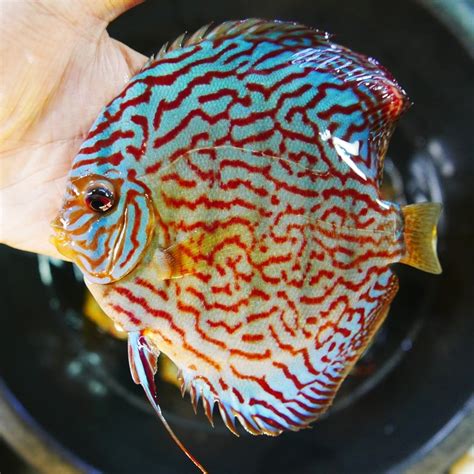 Image result for Red Turquoise Discus