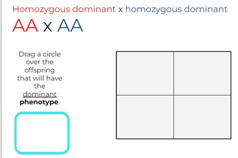 Image result for Punnett Square Tutorial