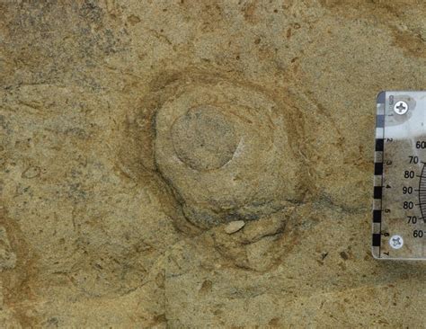 Image result for Alien Sand Worm