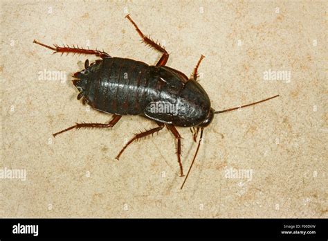 Image result for Japanese Cockroach