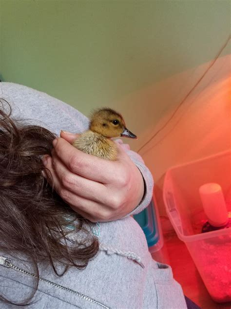 Image result for Duckling Identification