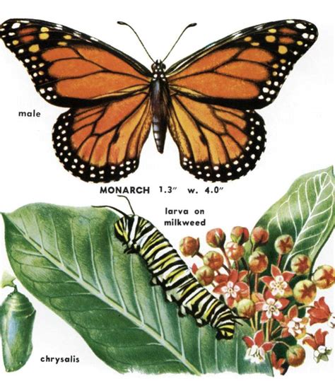 Image result for Insects Book Audio