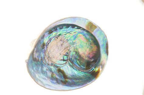 Image result for How to Polish Paua Shells