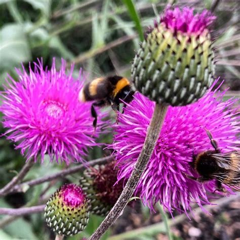 Bees Pollinating Beautiful Flowers