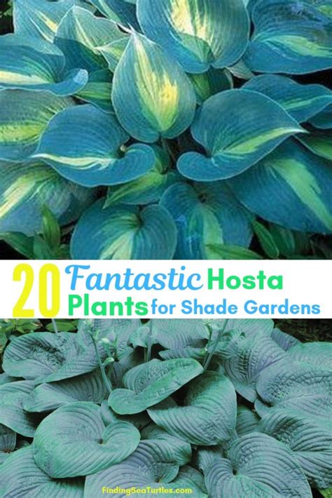 20 Best Hostas for Shade Garden Areas