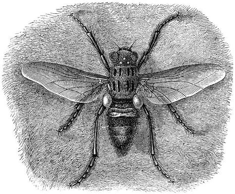 Image result for Mouse Bot Fly