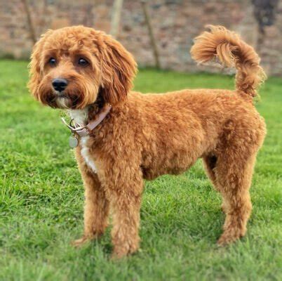 Image result for Cavapoo Haircuts