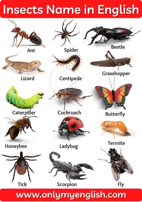 Image result for Insects Animals List