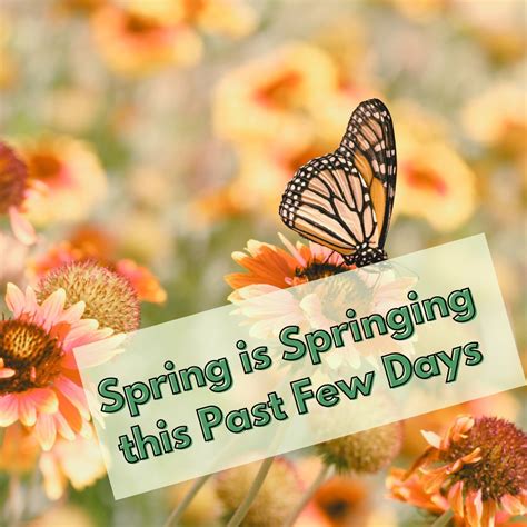 Image result for Springing