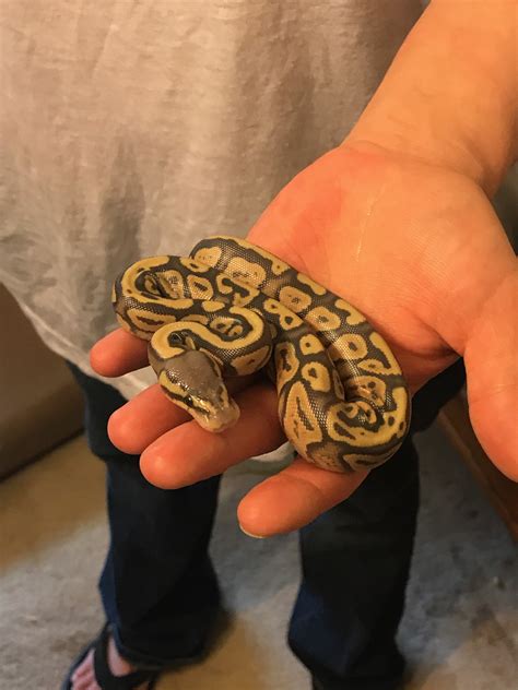 Image result for Python Babies