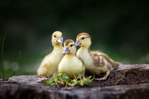 Image result for Spring Ducklings