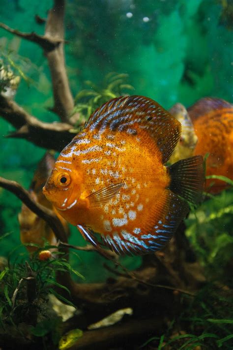 Image result for Symphysodon Discus