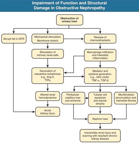 Image result for Nephrogram Phase Timing