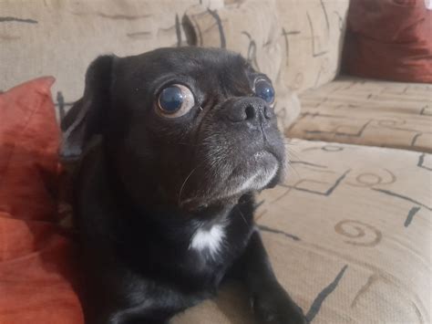 Grumpy Dog Blank Template - Imgflip