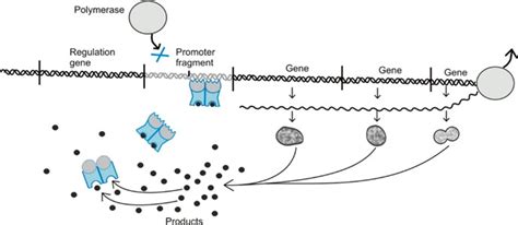 Image result for Operon Theory