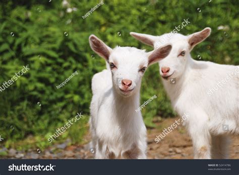 Image result for Goats Smiling
