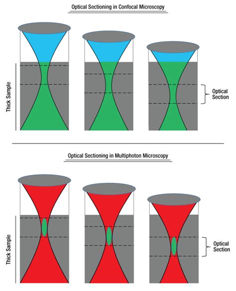 Image result for Confocal Microscopy Tutorial