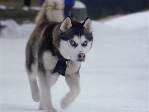 Demon Husky Running in the Snow