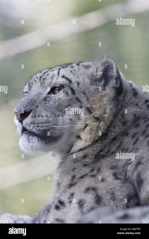Image result for Snow Leopard Portrait