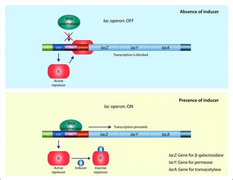 Image result for Structure of an Operon