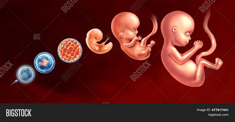 Image result for Embryo Development