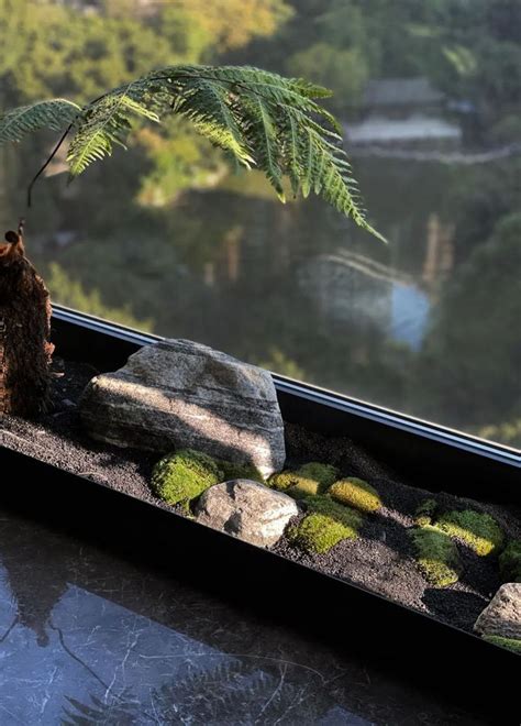 Image result for DIY Java Moss Bonsai Tree