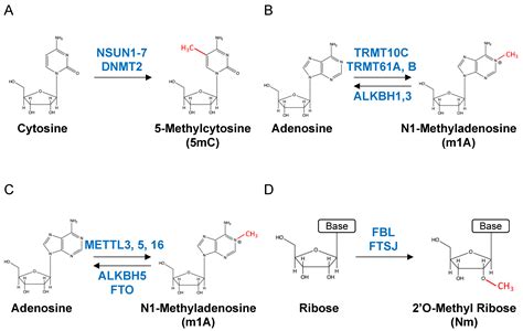 Image result for RNA Modification