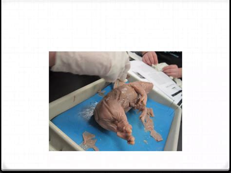 Image result for Fetal Pig Dissection Tutorial