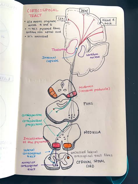 Image result for Pyramidal Tract Extrapyramidal
