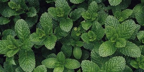 Image result for Menthol Definition