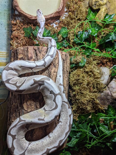 Image result for Python Morpheus 4