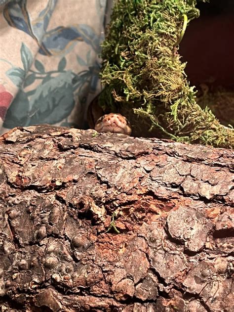 Image result for Python Babies